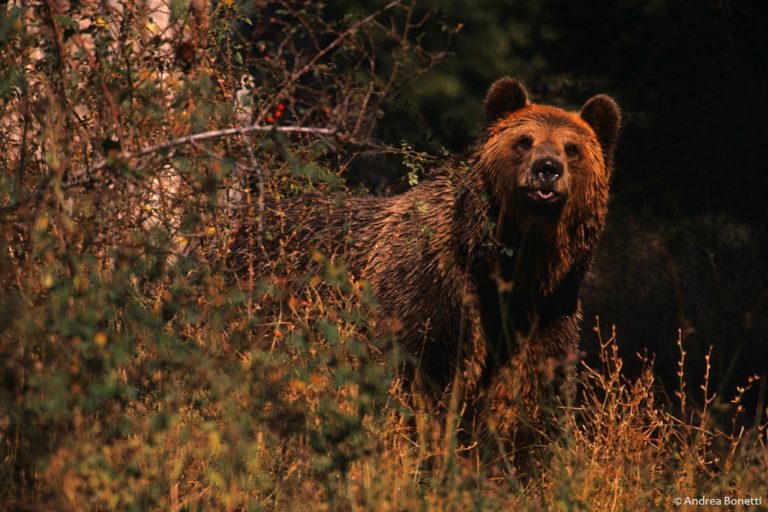 Wild Bears in Northern Pindos - Natural-Greece.gr