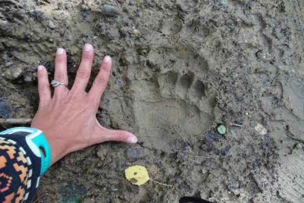 Wild Bears in Northern Pindos - Natural-Greece.gr