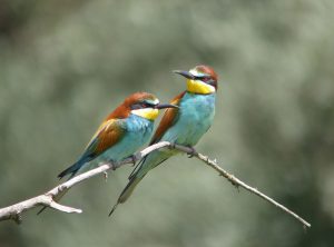 Where to watch birds in Greece? - Natural-Greece.gr