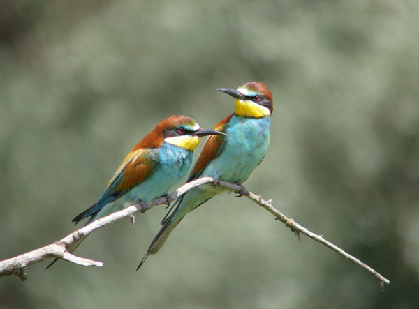 Where to watch birds in Greece? - Natural-Greece.gr