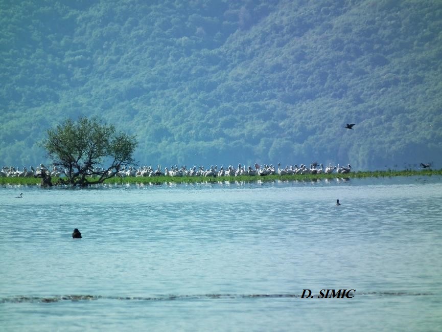 Pelicans Galore at Birders paradise Lake Kerkini - Natural-Greece.gr