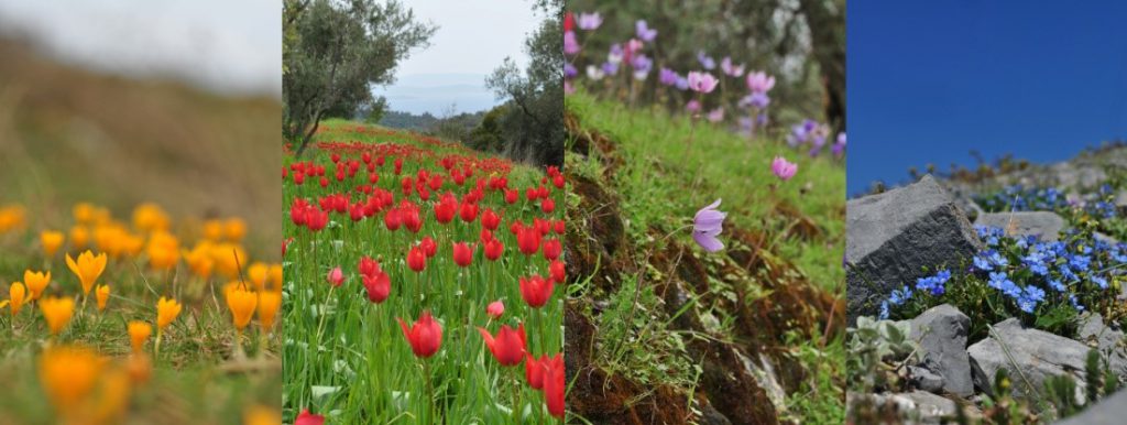 Blooming Greece: 5+1 botanical reasons to visit the country in spring