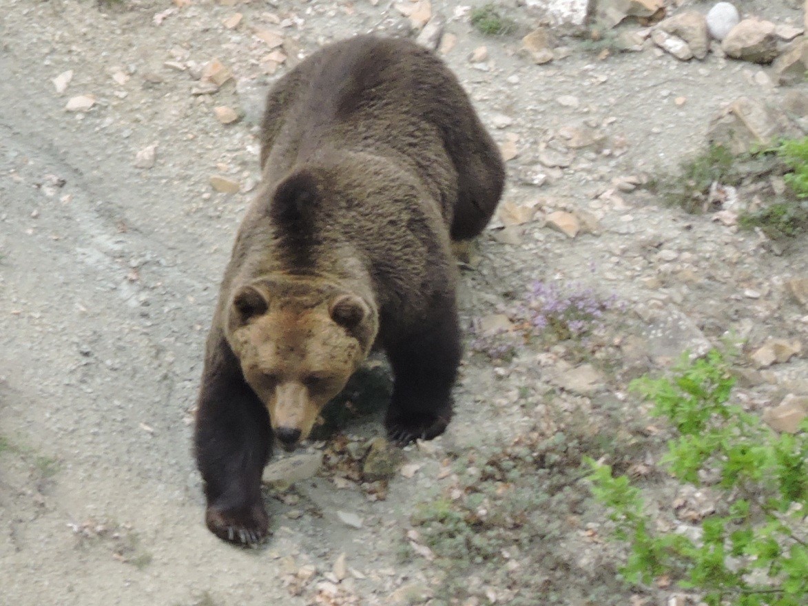Brown Bear sighting in Northern Greece - Natural-Greece.gr