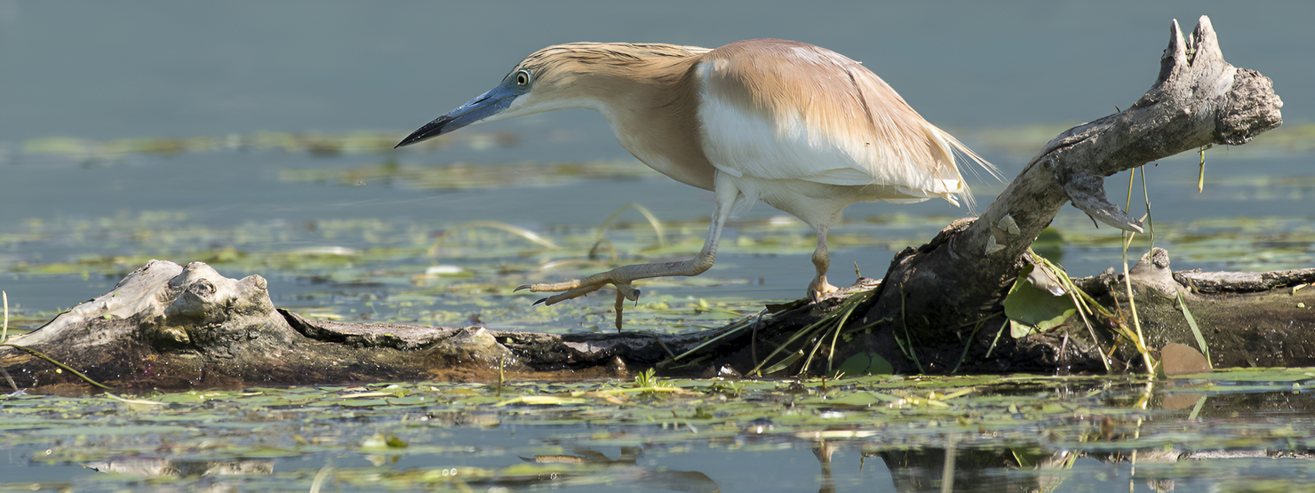Natural Greece | Eco and Wildlife Tour Operator in Greece